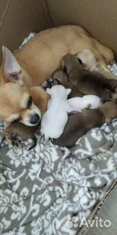 Мальчишки чикишки