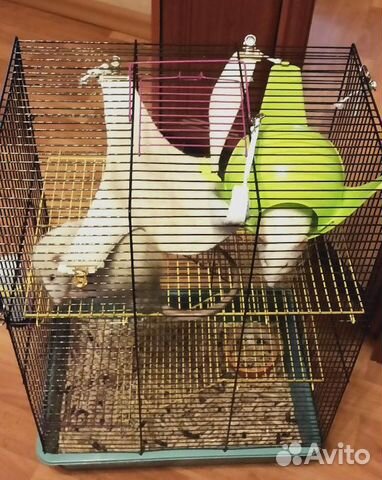 Отдадим в хорошие руки двух домашних крыс