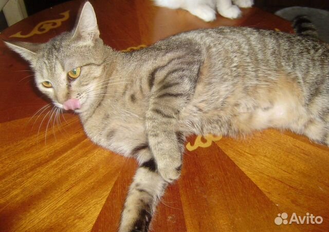 Ростов-на-Дону Маргаритка,Тюльпаша ищет дом