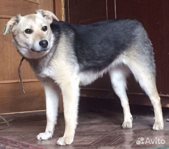 Моська хочет домой к хозяину