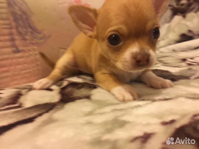 Чихуахуа Дюймовочка