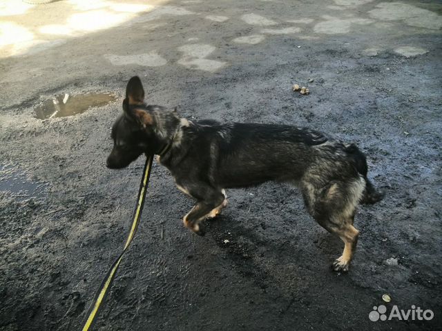 Собака бесплатно