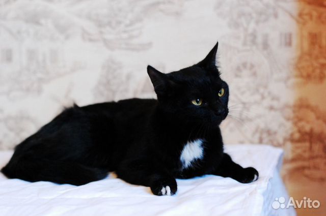 Кошка Шейла ищет дом