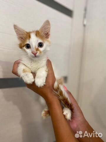 Котик Финик ищет дом