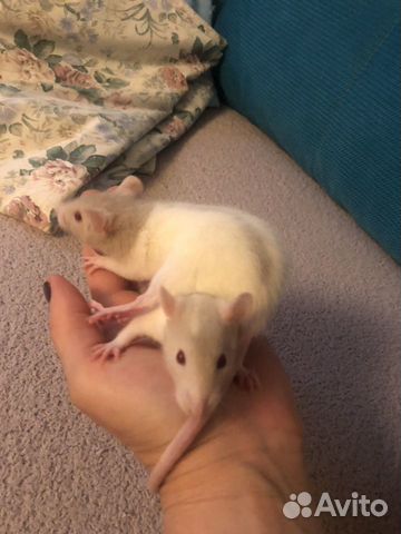 Породистые крысята даром в очень любящие руки