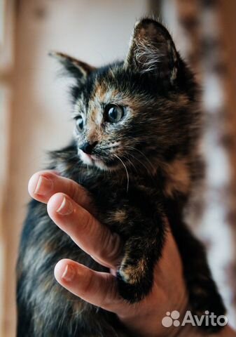 Котенок черепахового окраса в добрые ручки