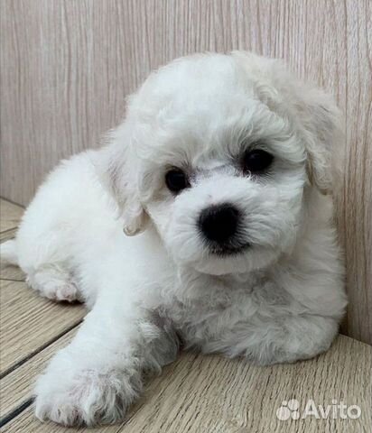 Бишон фризе