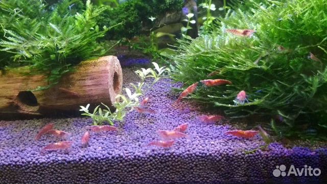 Креветки Вишенка