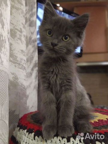 Кошка 3.5 мес Шелли