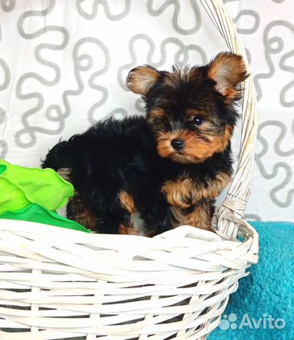 Йоркширский терьер