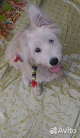 Красотулечка-крохотулечка