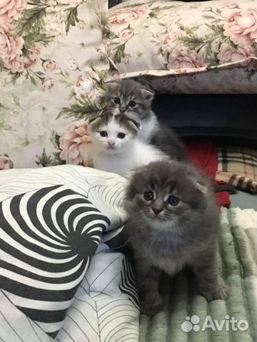 Котята от британки