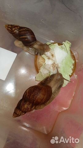 Улитка Ахатина бесплатно