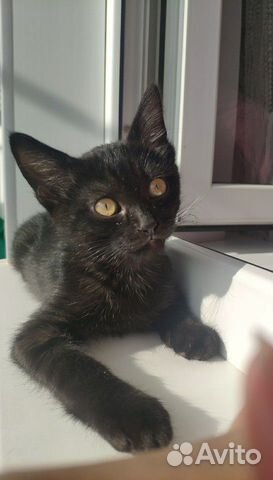 Кот 2,5 мес черный шоколад с полосками