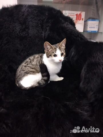 Кошка Машенька