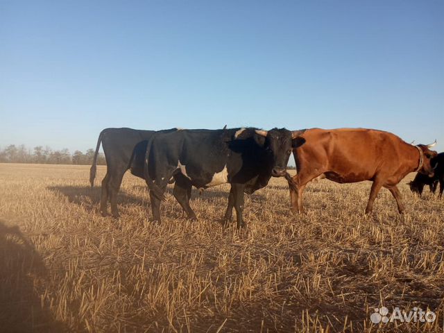 Полутора годовалые бычки