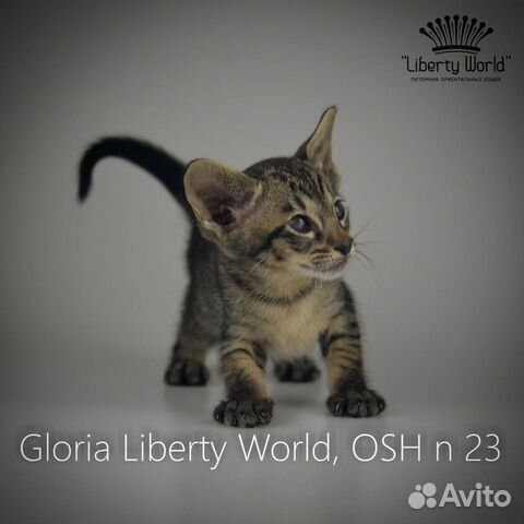 Ориентальные Котятки