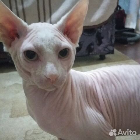 Канадский сфинкс