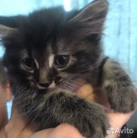 Котёнок Курильский бобтейл