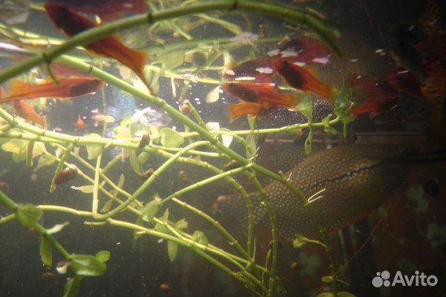 Меченосцы красные и зеленые продаются