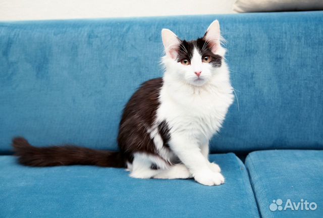 Пушистая малышка Джейн ищет дом