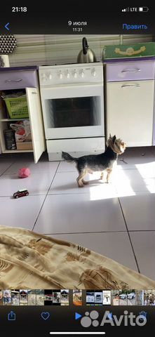 Йорк,собака,бесплатно отдам в хорошие руки