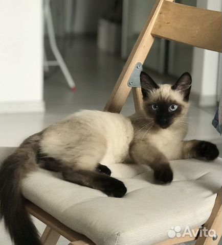 Очень красивый сиамский котик