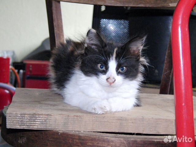 Котенок в добрые руки
