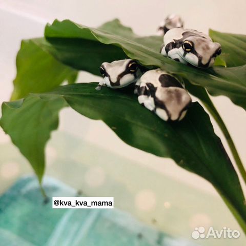 Лягушка арлекиновая