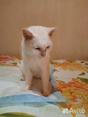 Отдам кошечку