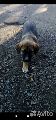 Собака двортерьер