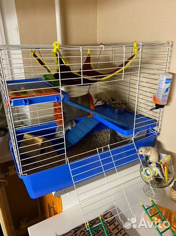 Крыски с клеткой