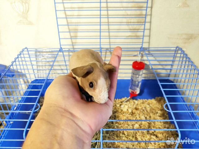 Скинни свинка мальчик