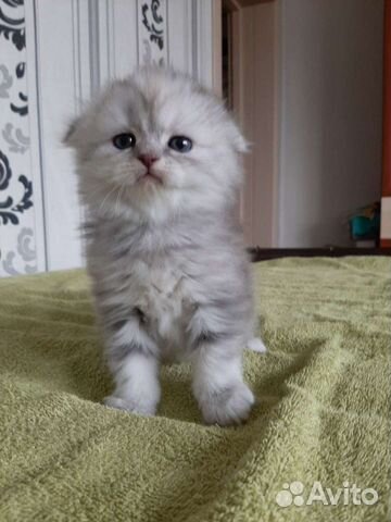 Шотландская