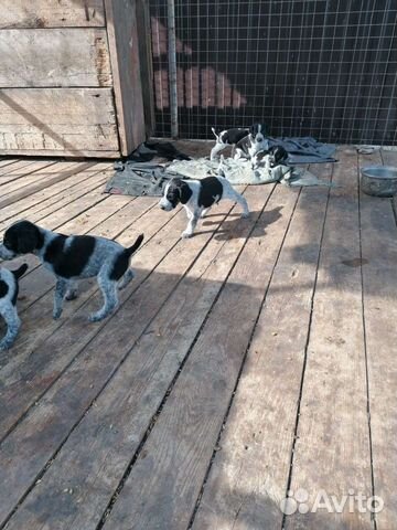 Собака кусхар