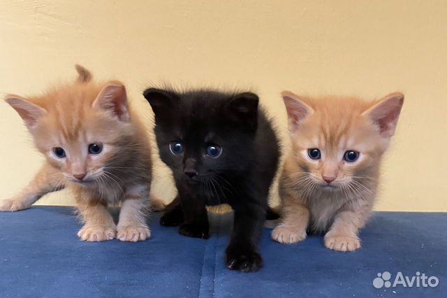 Котята 1,5 мес
