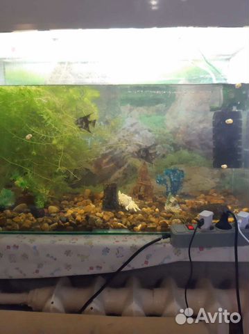 Аквариум