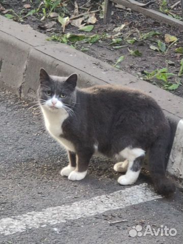 Котик