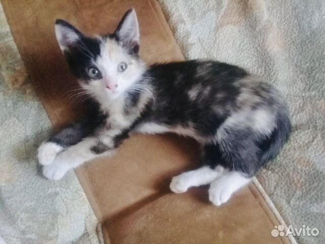 Котенок из деревни