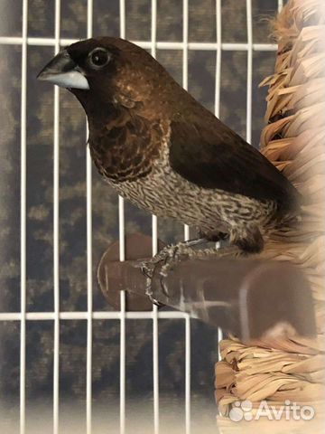 Чешуйчатые японские амадины с клеткой