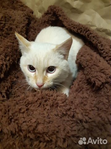 Котёнок подросток бесплатно