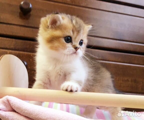 Шотландская девочка (скоттиш страйт)