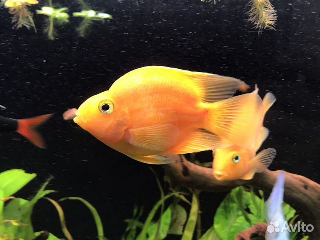 Попугай пурпурный