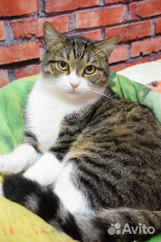 Котик Борис 1,5 года ищет дом