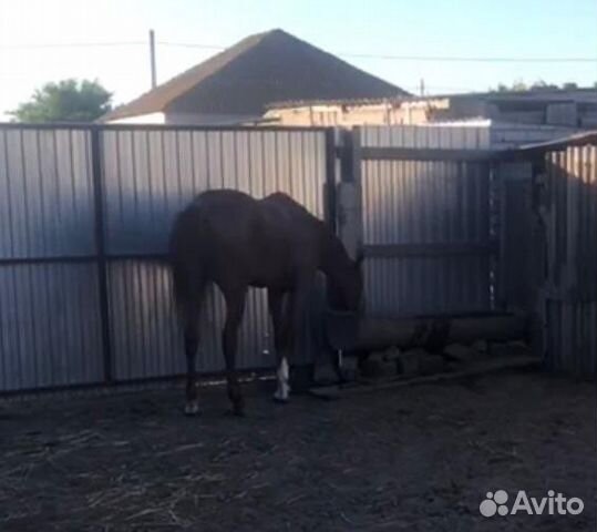 Кобыла чистокровная трёхлетняя