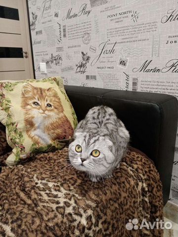 Шотландский вислоухий котик на вязку