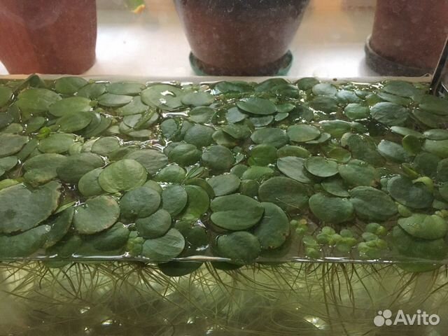 Лимнобиум и ряска крупная