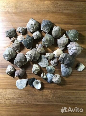 Ракушки для аквариума, поделок