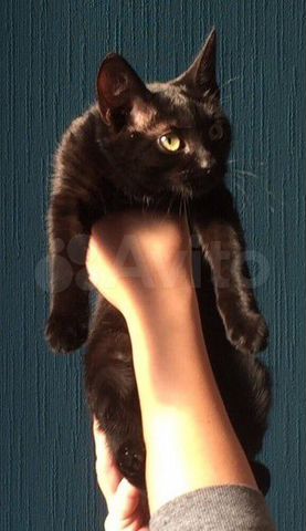 Багира почти пантера