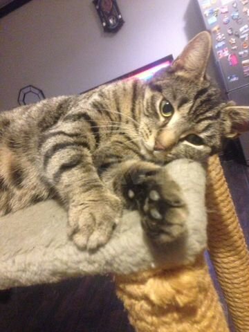 Кошечка вискас